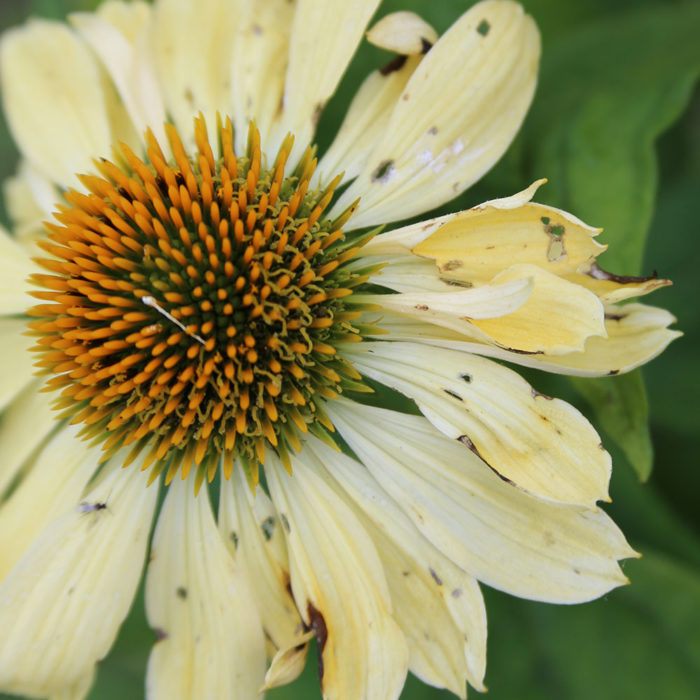 What’s Wrong with My Coneflower? - Fine Gardening