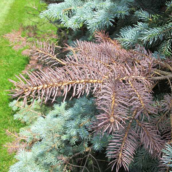 How to Treat Needle Drop on Evergreen Conifers - Fine Gardening