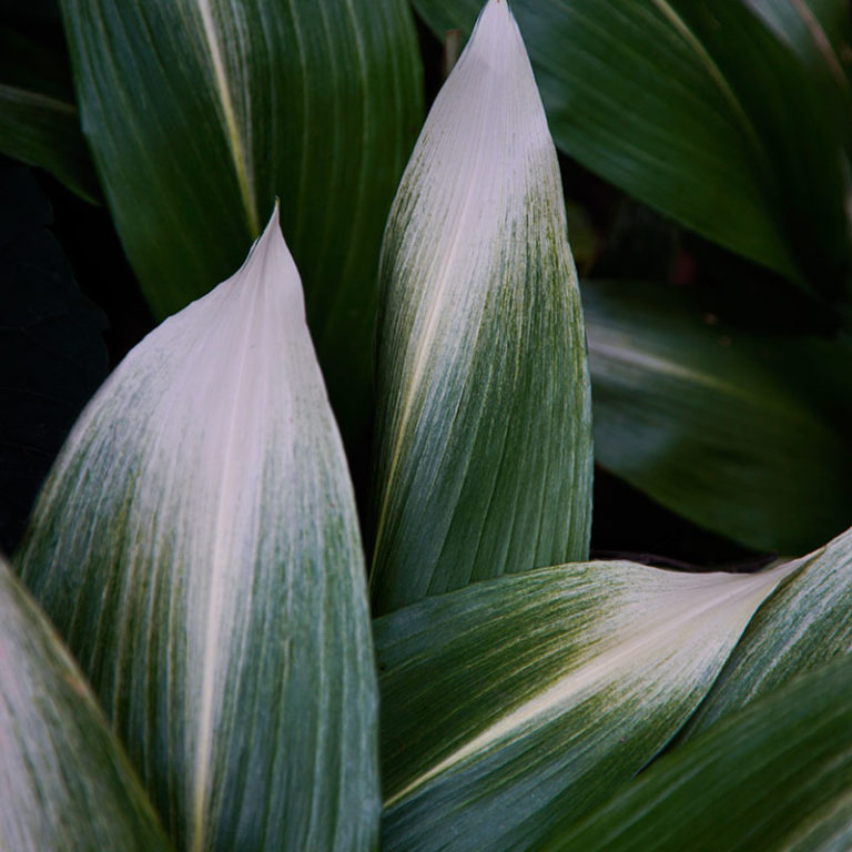 Regional Picks: Variegated Plants for Shade—South - Fine Gardening
