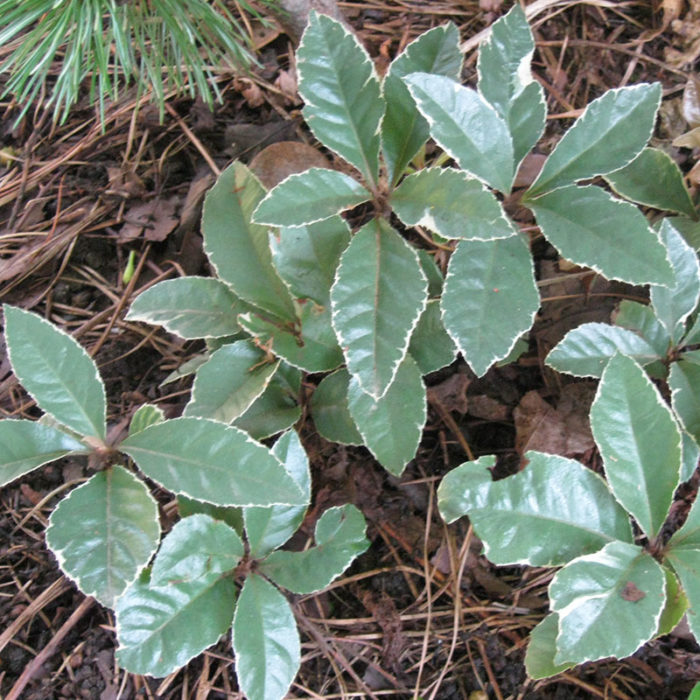 Regional Picks: Variegated Plants for Shade—South - Fine Gardening