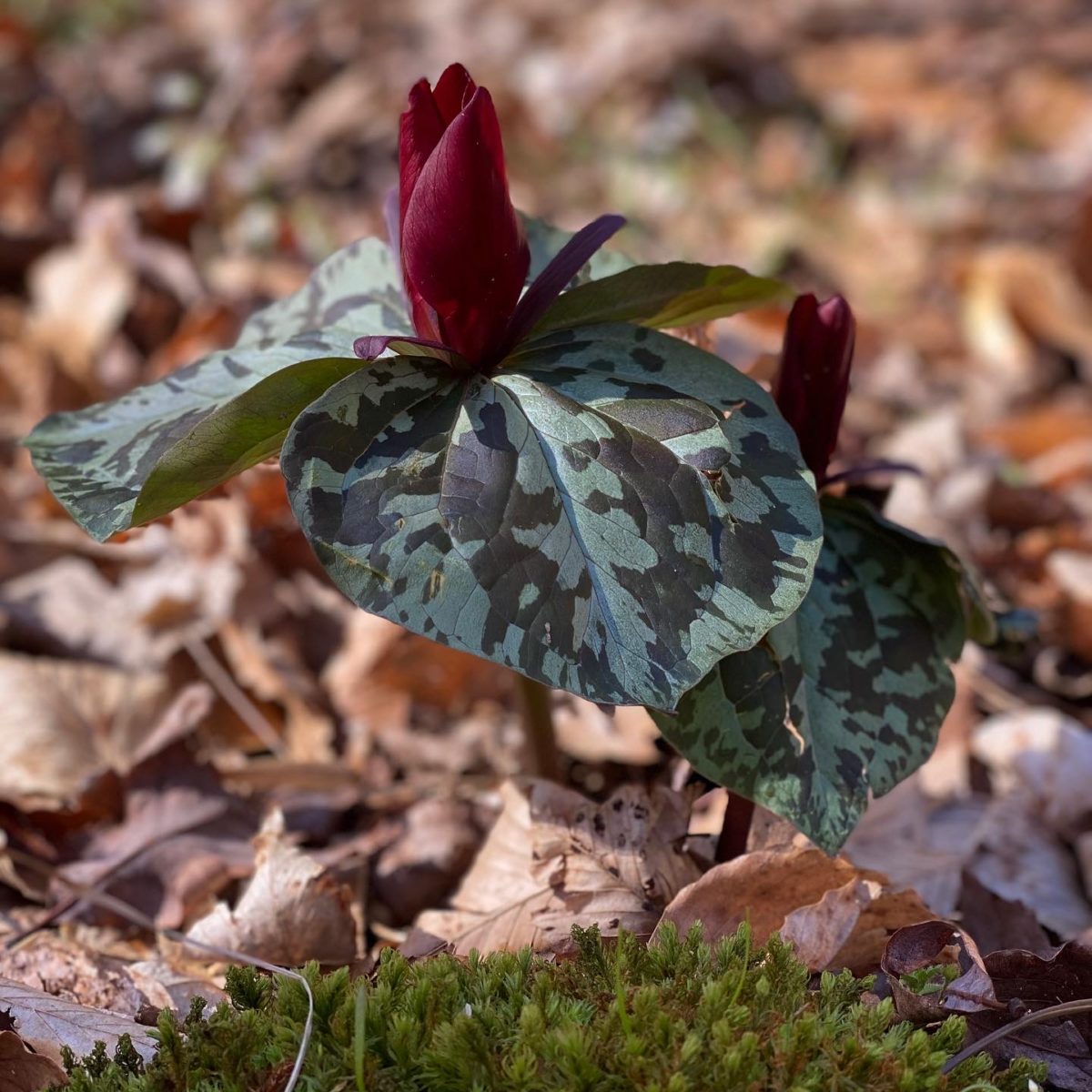 First Signs of Spring 2020 Photo Contest Winners - Fine Gardening