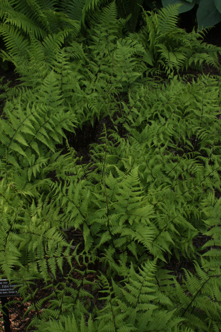 Native Ferns for Moist Shade in the Mid-Atlantic Garden - Fine Gardening