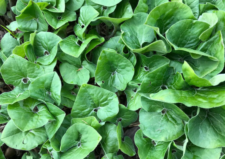 Native Alternatives to Hostas (That Are Deer Resistant) - Fine Gardening