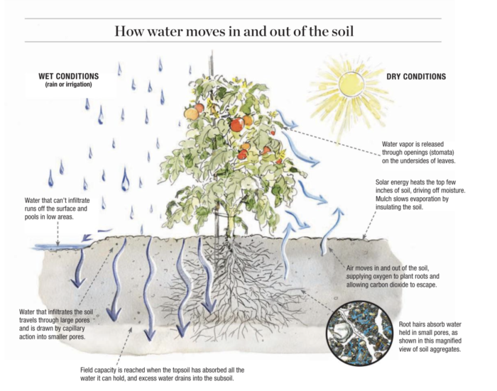 The Art of Watering Your Garden - Fine Gardening