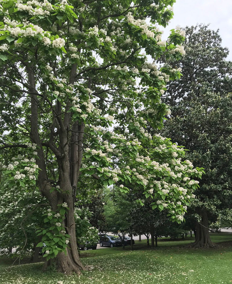 Catalpa Trees, Catawba Worms, and Southern Lore - Fine Gardening