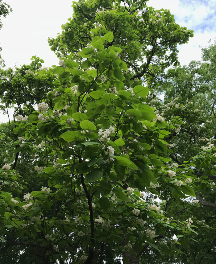 Catalpa Trees, Catawba Worms, and Southern Lore - Fine Gardening