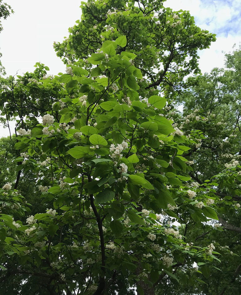 Catalpa Trees, Catawba Worms, and Southern Lore - Fine Gardening