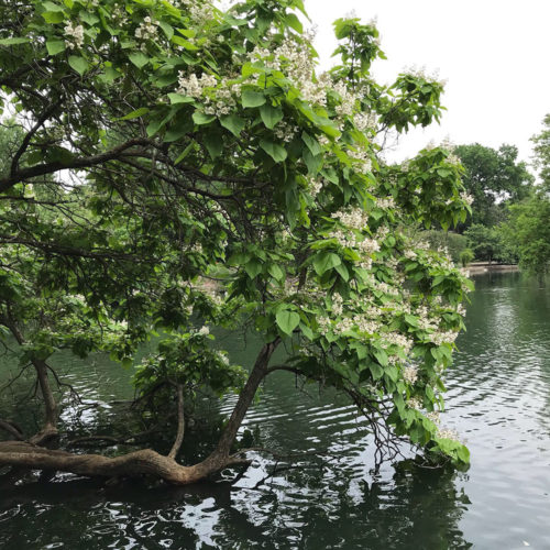 Catalpa Trees, Catawba Worms, and Southern Lore - Fine Gardening