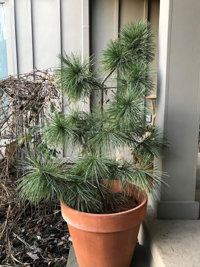 Tips for Growing Trees and Shrubs in Containers - Fine Gardening