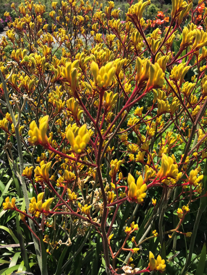 Brighten Up Your NorCal Border With Australian Shrubs and Perennials ...