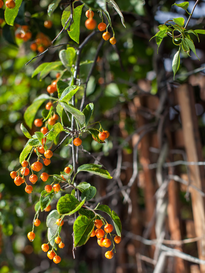 Woody Vines for the Northern Plains - Fine Gardening