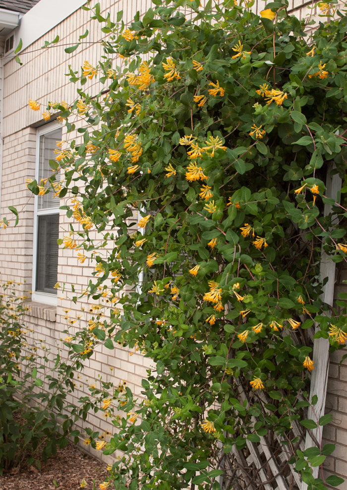 Woody Vines for the Northern Plains - Fine Gardening