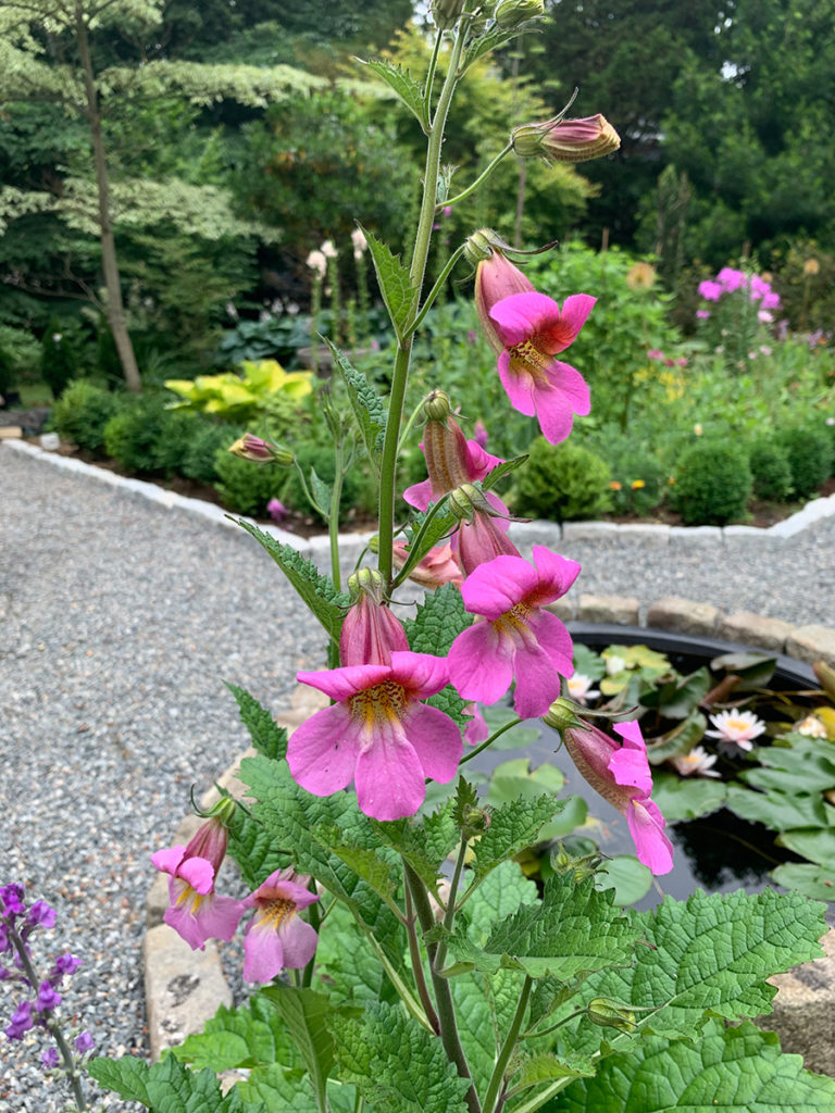 Matt Mattus - Fine Gardening