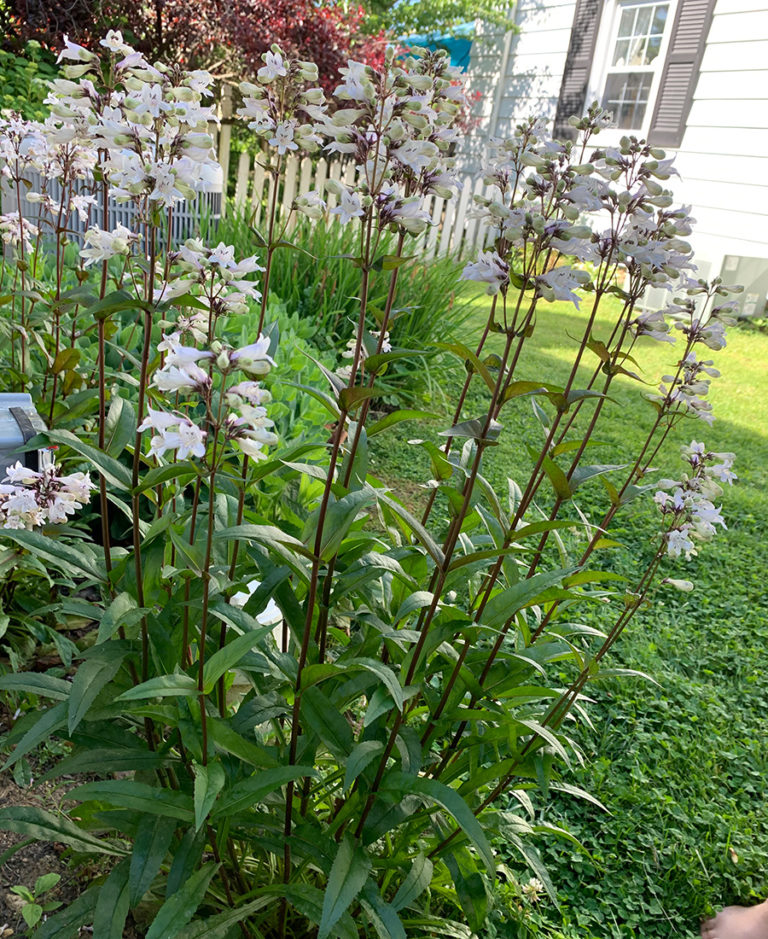 Native Flowers for a Mid-Atlantic Cutting Garden - Fine Gardening