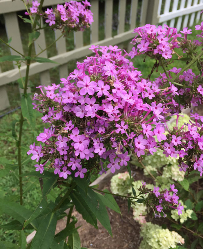 Native Flowers for a Mid-Atlantic Cutting Garden - Fine Gardening