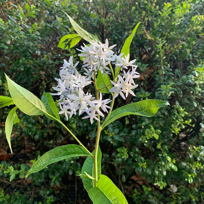 Native Flowers for a Mid-Atlantic Cutting Garden - Fine Gardening