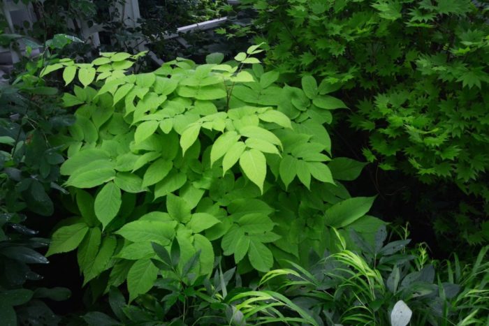 Aralia 'Sun King': Perennial Plant of the Year - Fine Gardening