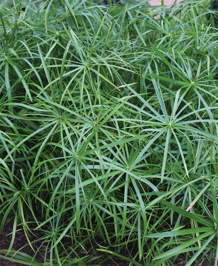 Texture Never Quits - Fine Gardening