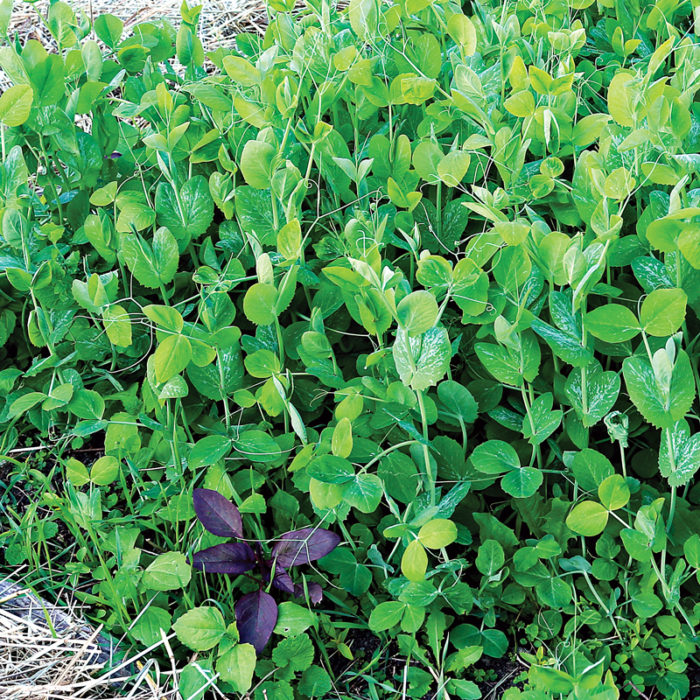 End-of-Season Veggie Garden Tasks - Fine Gardening