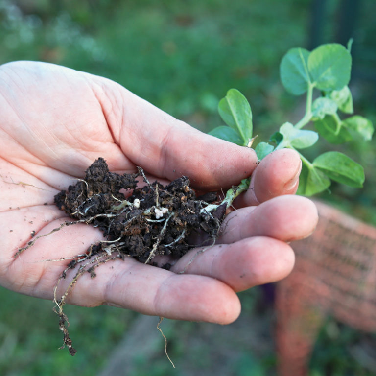 End-of-Season Veggie Garden Tasks - Fine Gardening