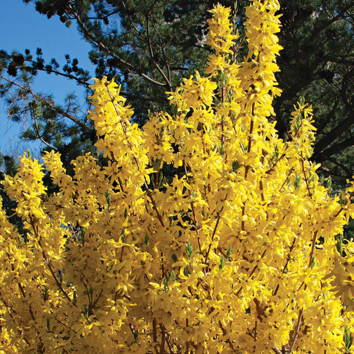A Closer Look at Root Washing - Fine Gardening