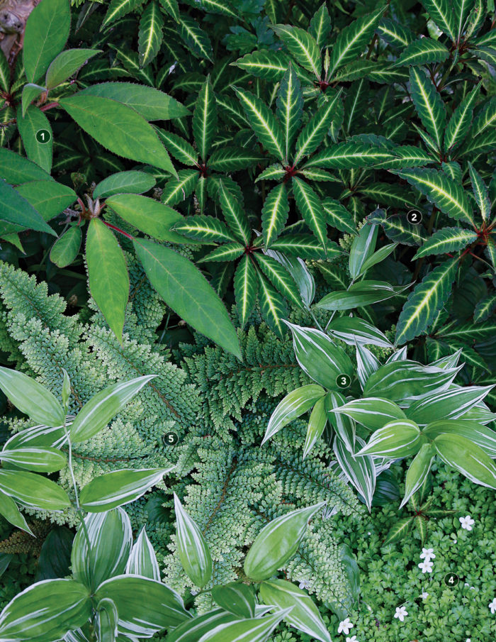 Ideas to Spruce Up Your Shade - Fine Gardening