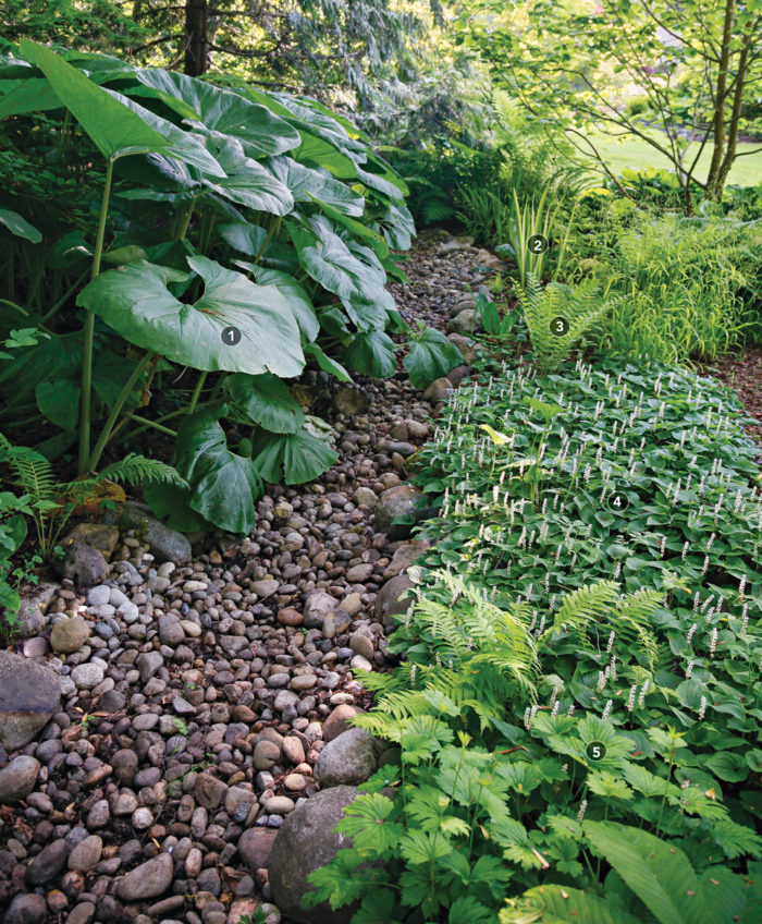 Ideas to Spruce Up Your Shade - Fine Gardening