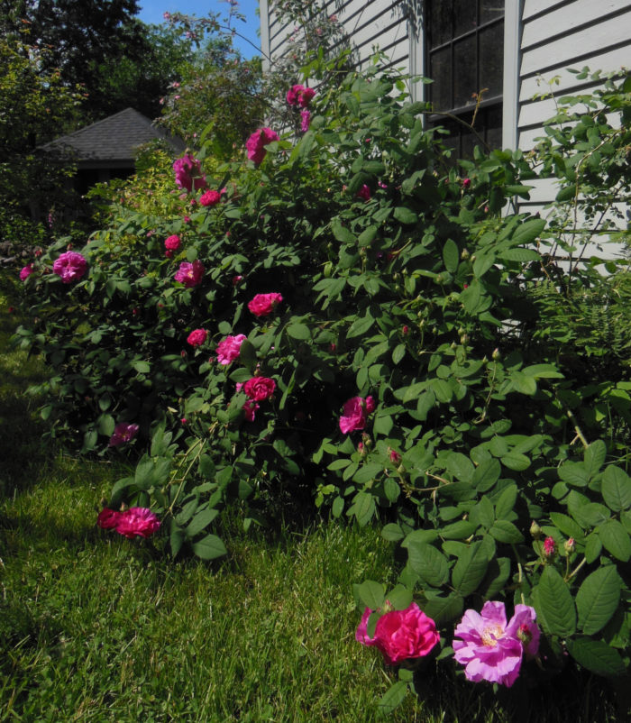 The Beauty of Old Roses - Fine Gardening
