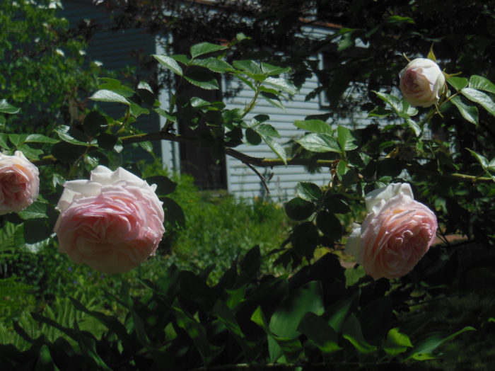 The Beauty of Old Roses - Fine Gardening