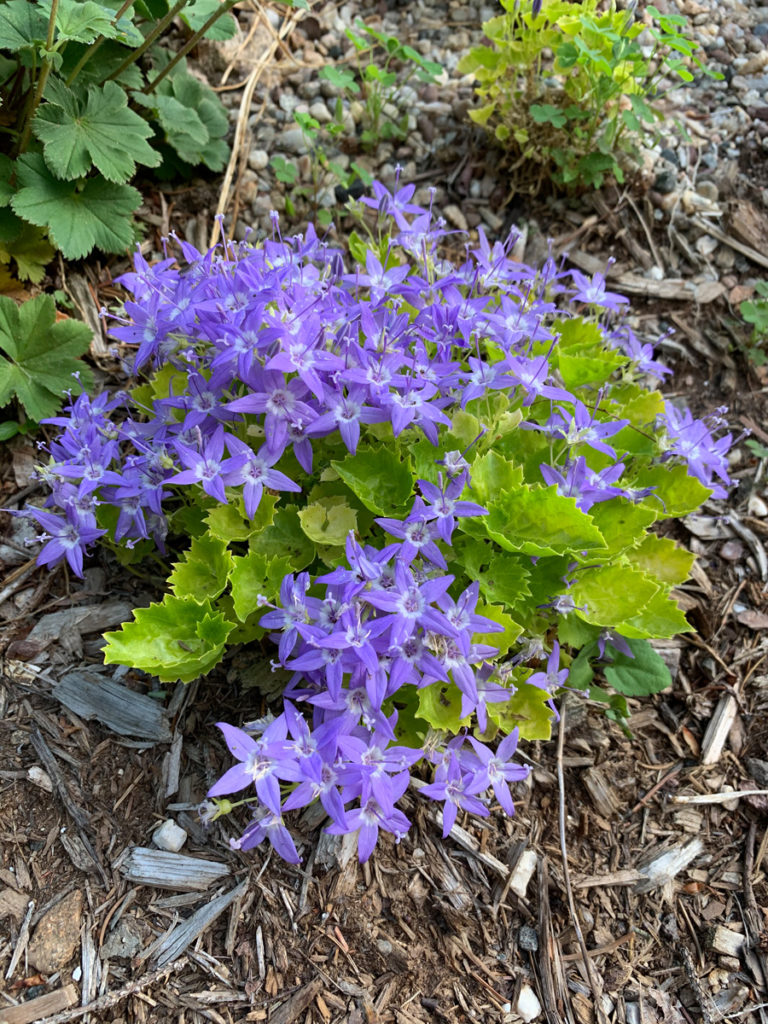 Episode 68: Plants for Nooks and Crannies - Fine Gardening