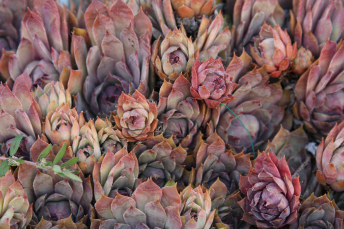 Episode 68: Plants for Nooks and Crannies - Fine Gardening