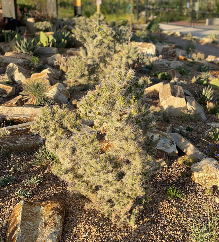 Cold-Hardy Cacti for the Mountain West - Fine Gardening