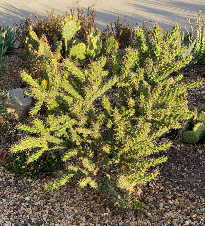 Cold-Hardy Cacti for the Mountain West - Fine Gardening