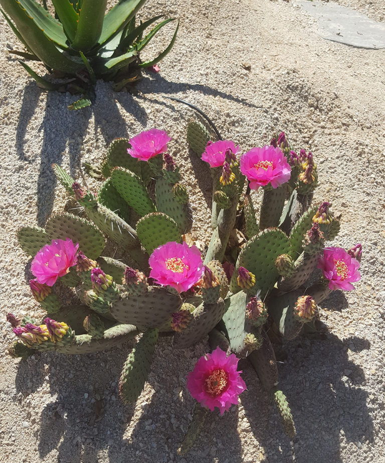 Cold-Hardy Cacti for the Mountain West - Fine Gardening