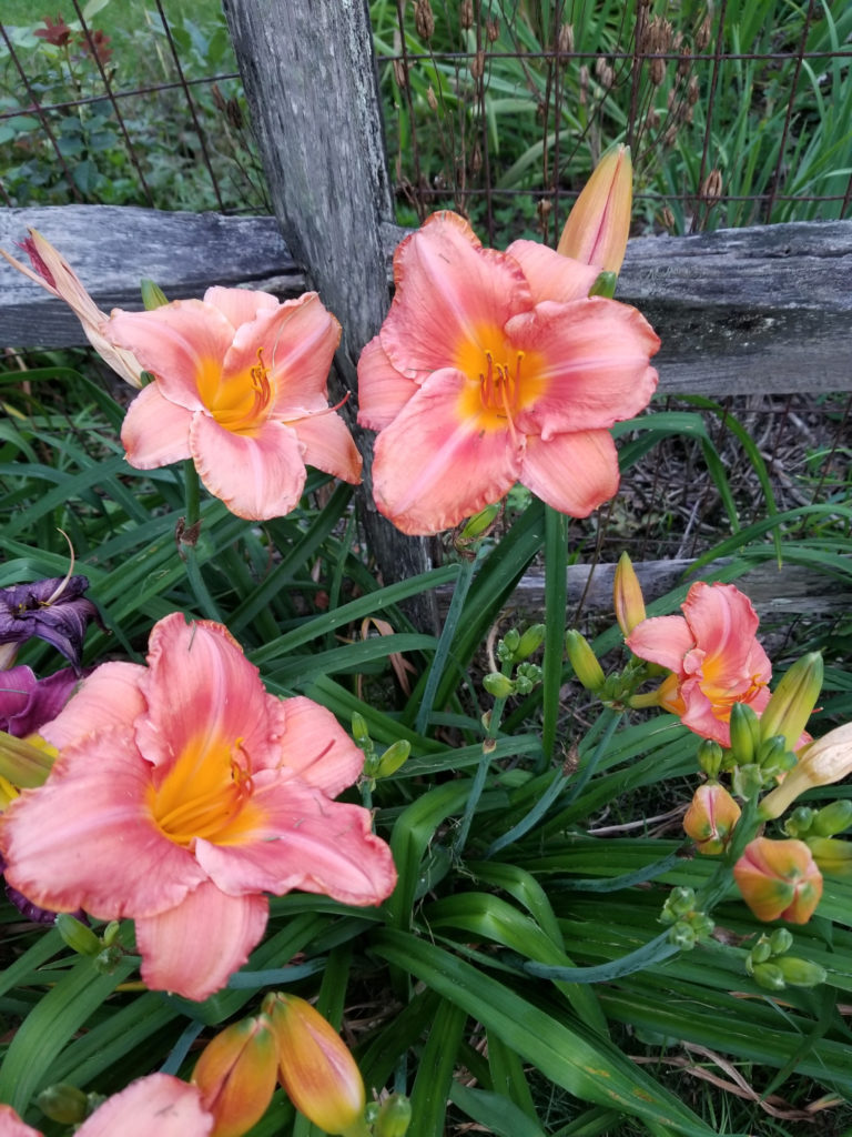Plant Lover's Garden in Indiana - Fine Gardening