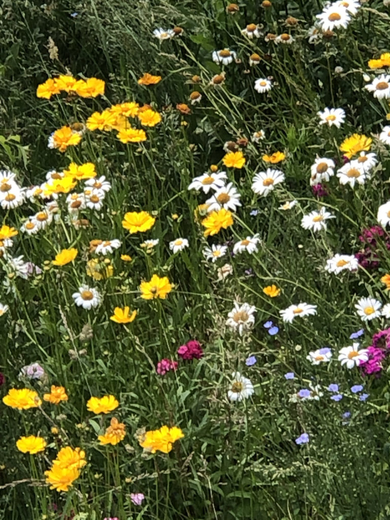 Replacing a Lawn With Wildflowers - Fine Gardening