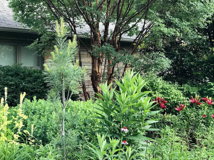 Plants for Compact Spaces, Part II: Nine Amazing Dwarf Trees for the ...