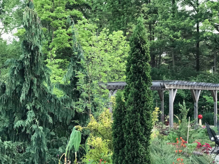 Plants for Compact Spaces, Part II: Nine Amazing Dwarf Trees for the ...