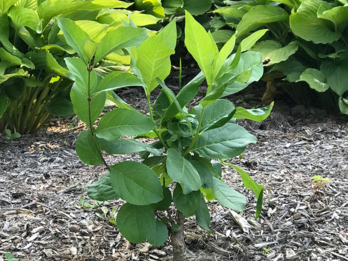 Plants for Compact Spaces, Part II: Nine Amazing Dwarf Trees for the ...