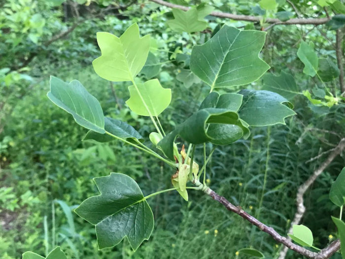 Plants for Compact Spaces, Part II: Nine Amazing Dwarf Trees for the ...