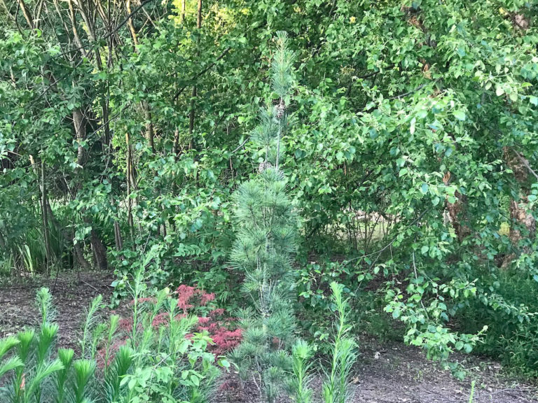 Plants for Compact Spaces, Part II: Nine Amazing Dwarf Trees for the ...