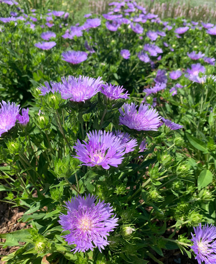 Tough Summer Stars for the Mid-Atlantic - Fine Gardening
