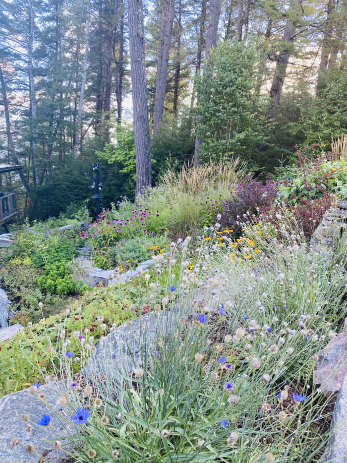 A Mostly Native Meadow Garden - Fine Gardening