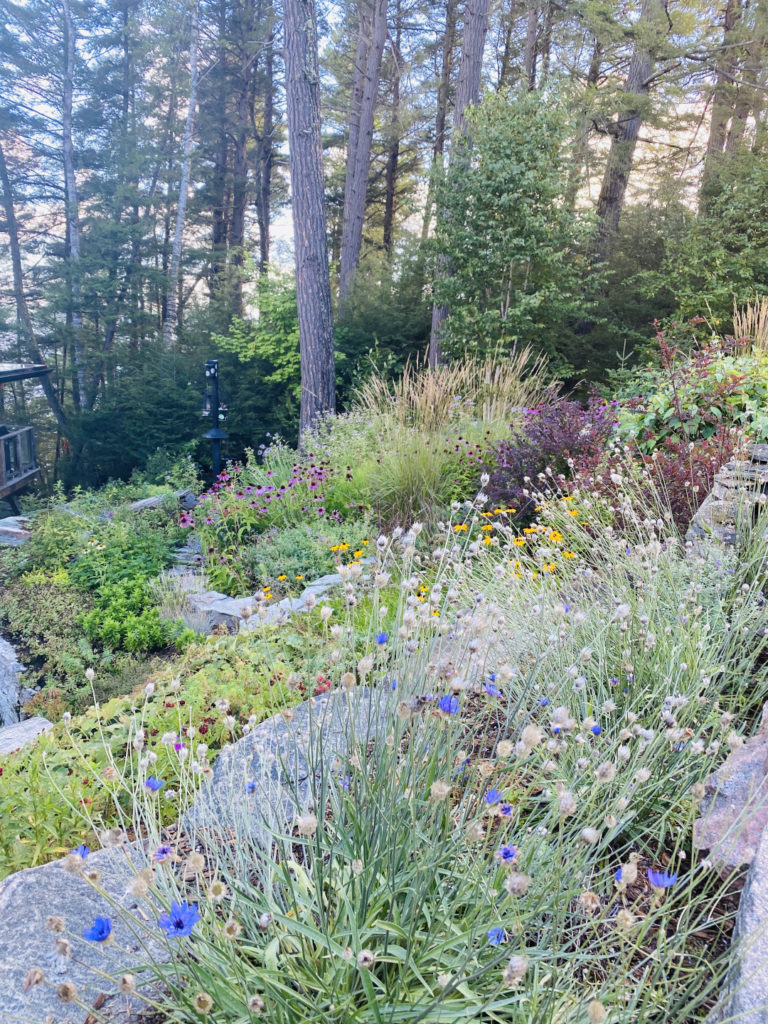 A Mostly Native Meadow Garden - Fine Gardening