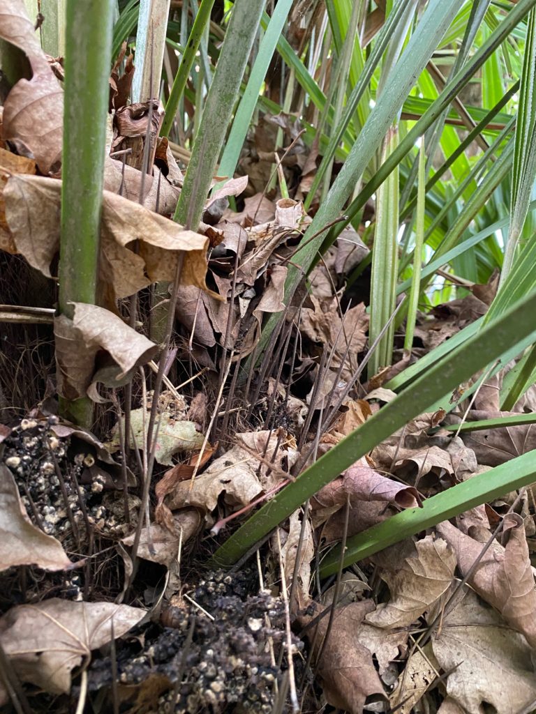 Needle Palm Brings Easy-Care Flair to Southern Gardens - Fine Gardening