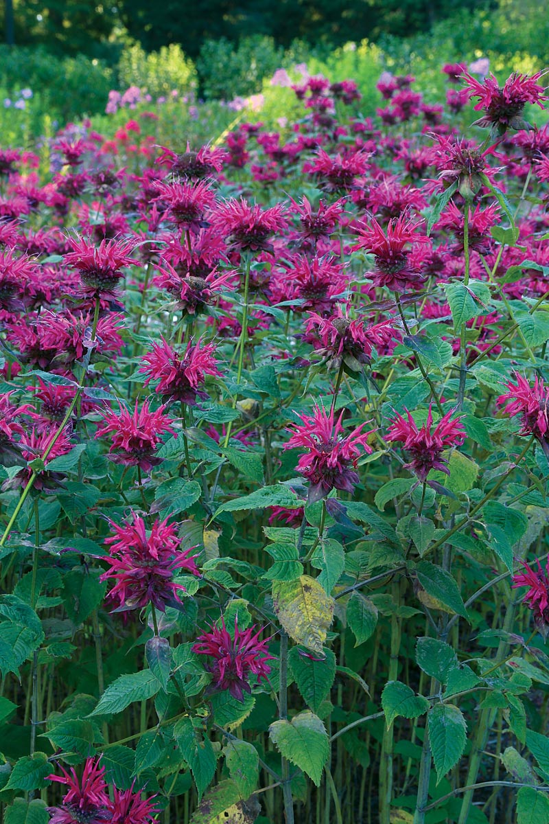 The Best of the Bee Balms - Fine Gardening