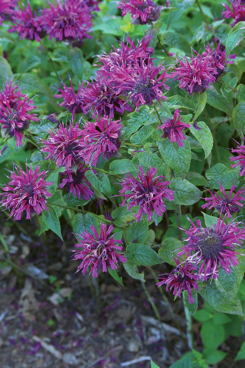 The Best of the Bee Balms - Fine Gardening