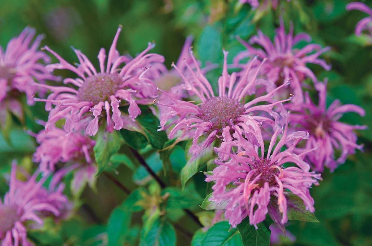 The Best of the Bee Balms - Fine Gardening