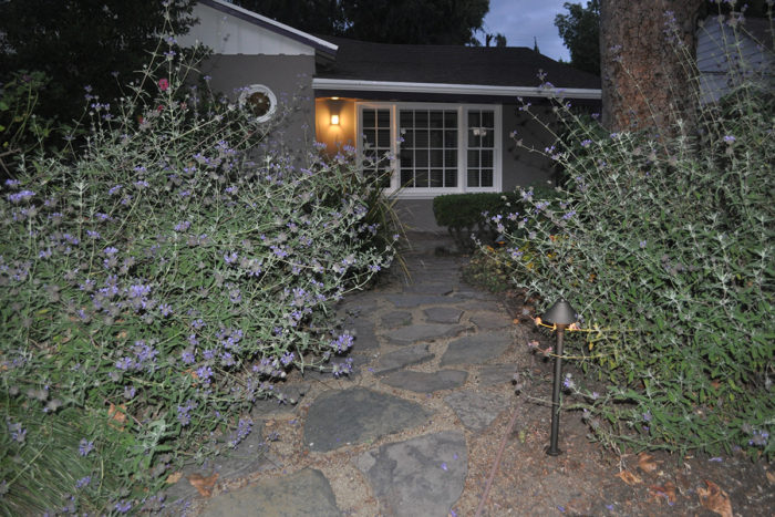 Autumn Salvia Pruning in Southern California - Fine Gardening