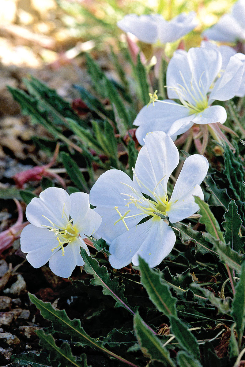 Best Natives for Mountain West - Fine Gardening